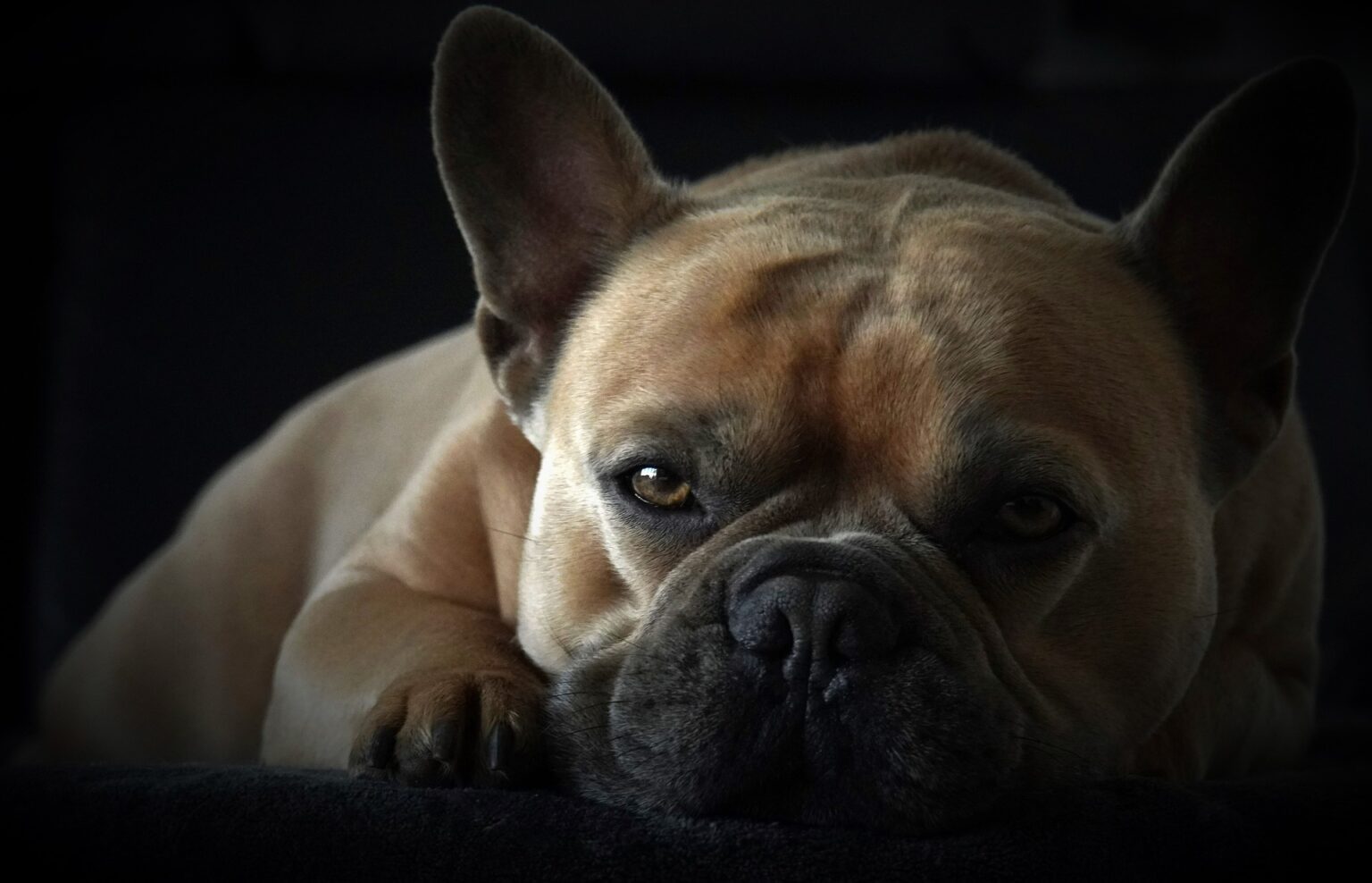 French Bulldog Hair Loss: Reasons and Treatment - Frenchie World Shop
