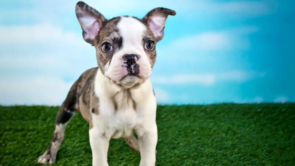 Frenchton - Frenchie x Boston Terrier! 101 Absolute Guide